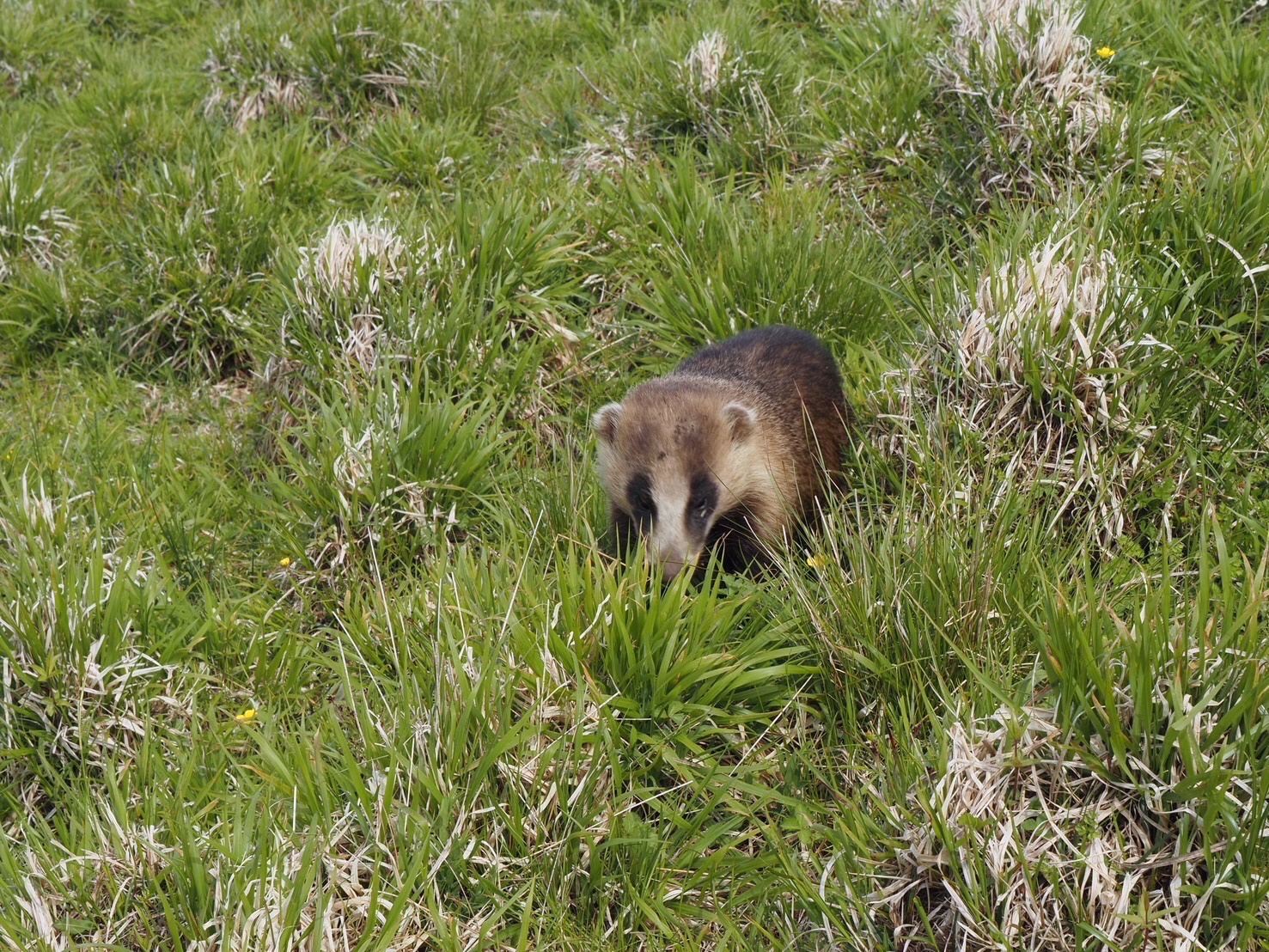 画像認識で注目のYOLOとは？物体検出の仕組みやメリット・デメリット、実装方法まで徹底解説 | WEEL