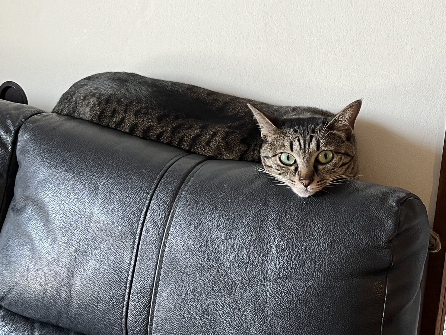 画像認識で注目のYOLOとは？物体検出の仕組みやメリット・デメリット、実装方法まで徹底解説 | WEEL